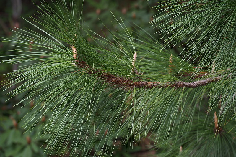 Longleaf Pine – Native Plants of W&L