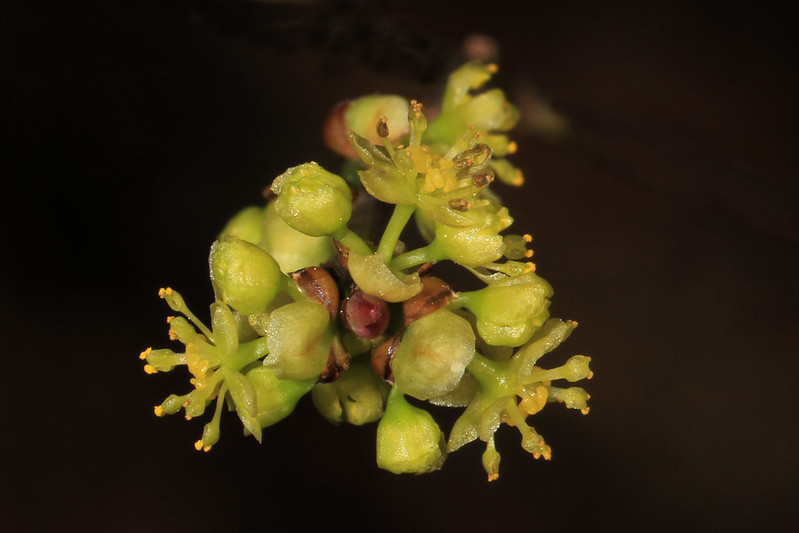 Spicebush – Native Plants of W&L