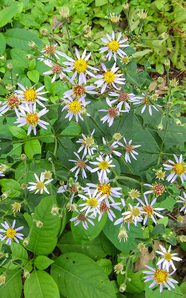 Big Leaved Aster – Native Plants of W&L