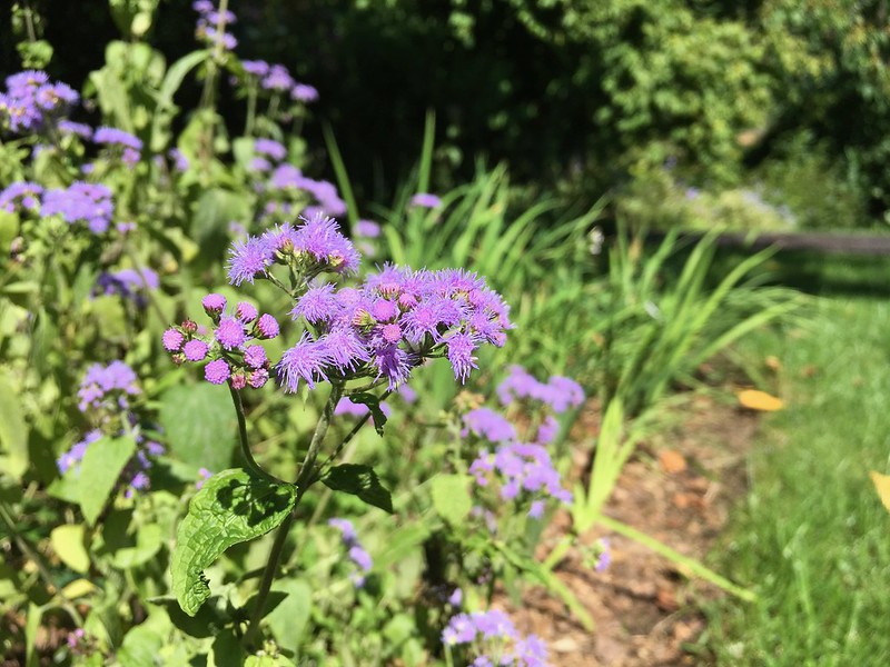 Blue Mistflower – Native Plants of W&L