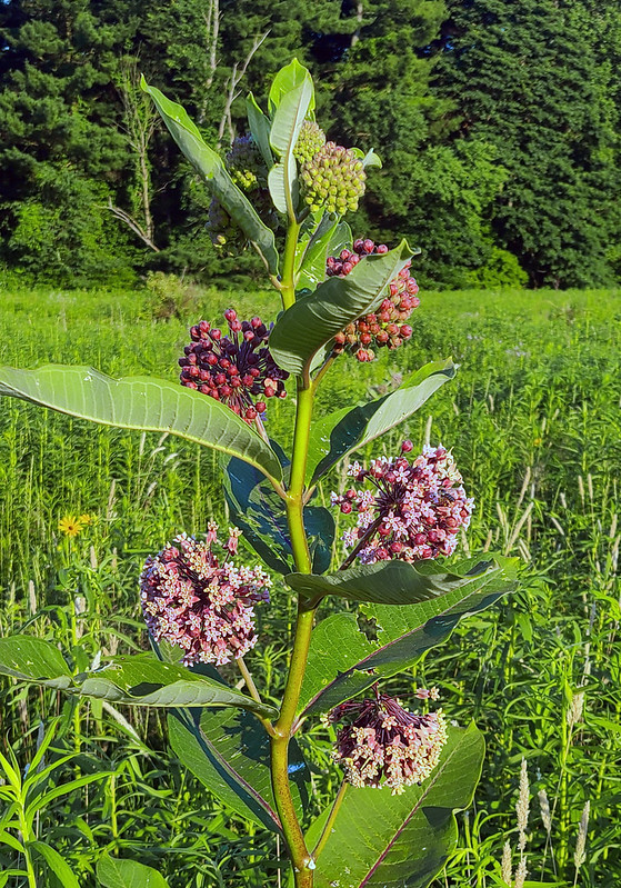 Common Milkweed – Native Plants of W&L