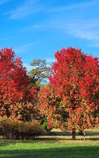 Native Trees – Native Plants of W&L