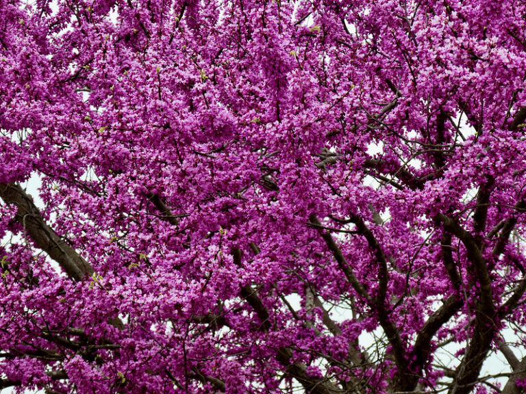 Eastern Redbud – Native Plants of W&L