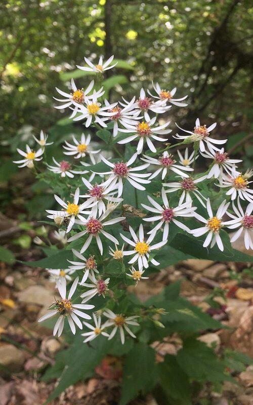 White Wood Aster – Native Plants of W&L