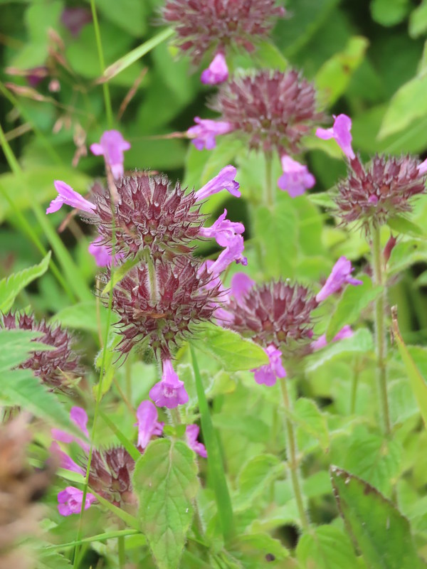 Wild Basil – Native Plants of W&L